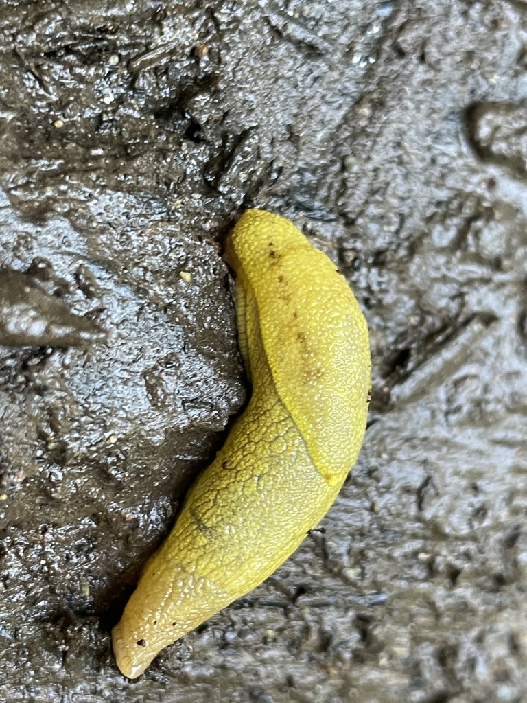Taildropper Slugs from Juan De Fuca Park, Capital, BC, CA on August 13 ...