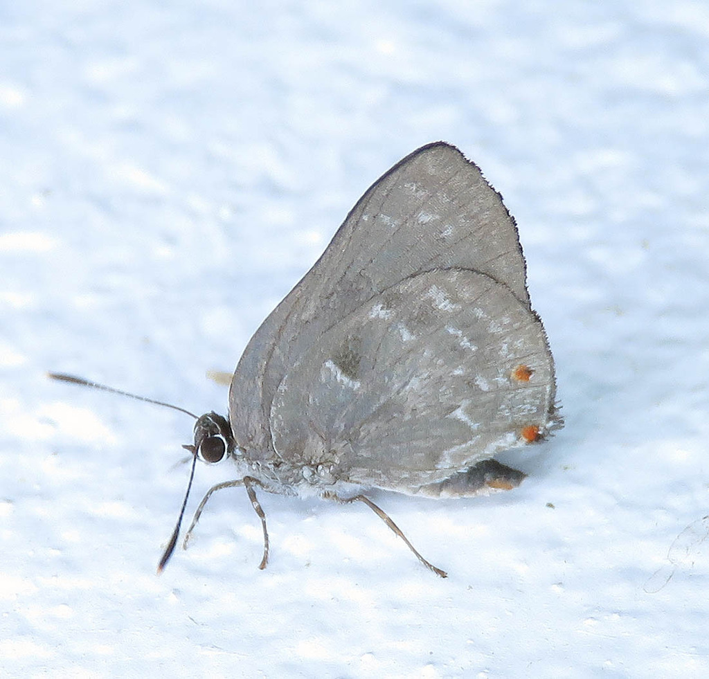 Ignata norax from Villavicencio, Meta, Colombia on August 13, 2023 at ...