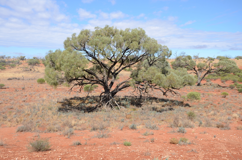 Western Myall from Wirraminna SA 5719, Australia on March 26, 2021 at ...