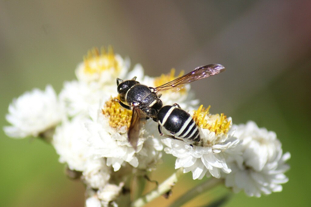 White-banded Potter Wasp from Thunder Bay District, ON, Canada on ...