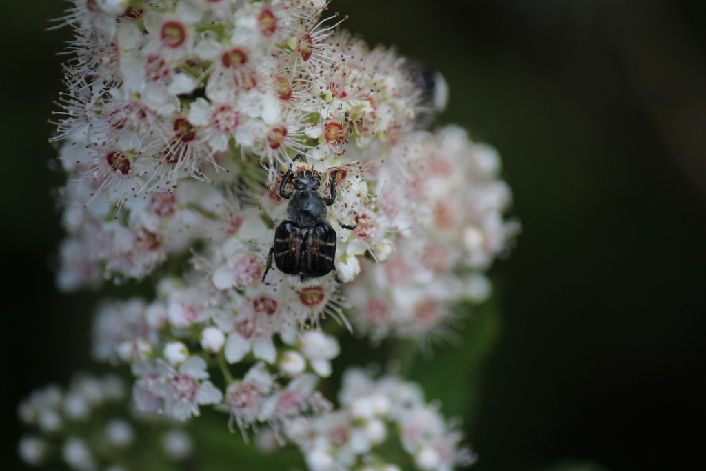 Bee-mimic Beetle from Thunder Bay District, ON, Canada on August 13 ...