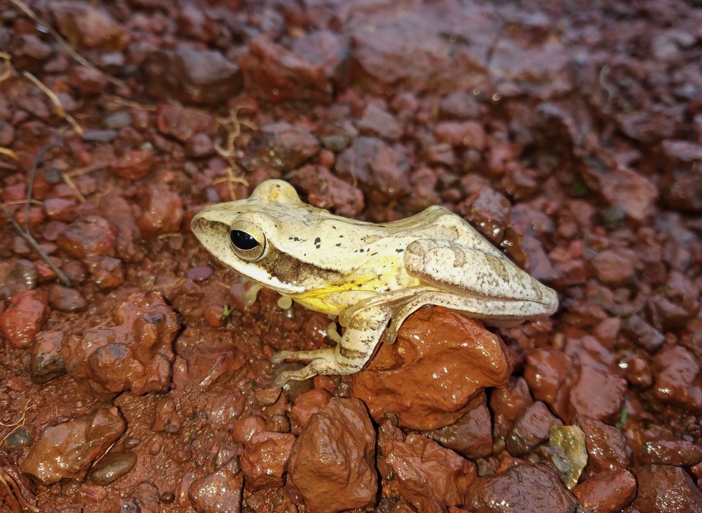 Chunam Tree Frog from Bhanghar, Maharashtra 415712, India on June 18 ...