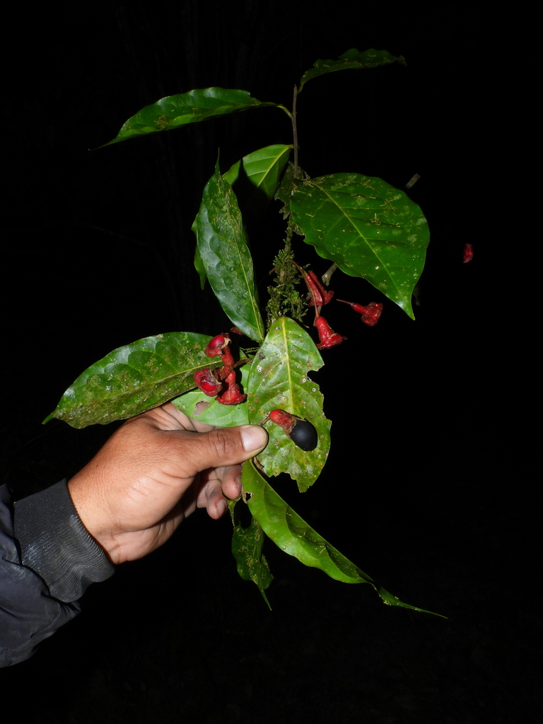 Licaria triandra desde Garzón, Huila, Colombia el 05 de agosto de 2023 ...