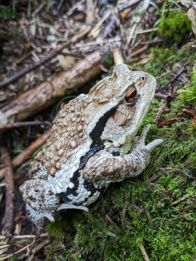 Eastern-Japanese Common Toad from 384-0704, Japan on August 14, 2023 at ...