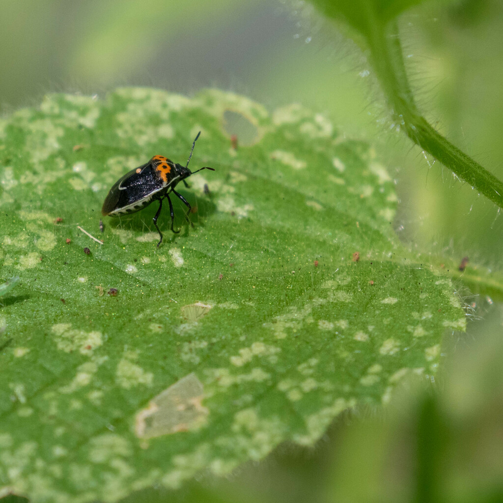 Hedge Nettle Stink Bug from Mount Diablo State Park, Mitchell Canyon ...