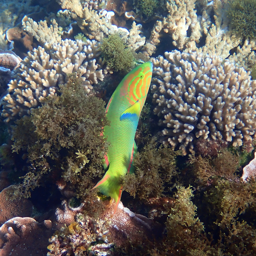 Sunset Wrasse from Emily Bay, Kingston 2899, Norfolk Island on August 10, 2023 at 09:03 AM by ...