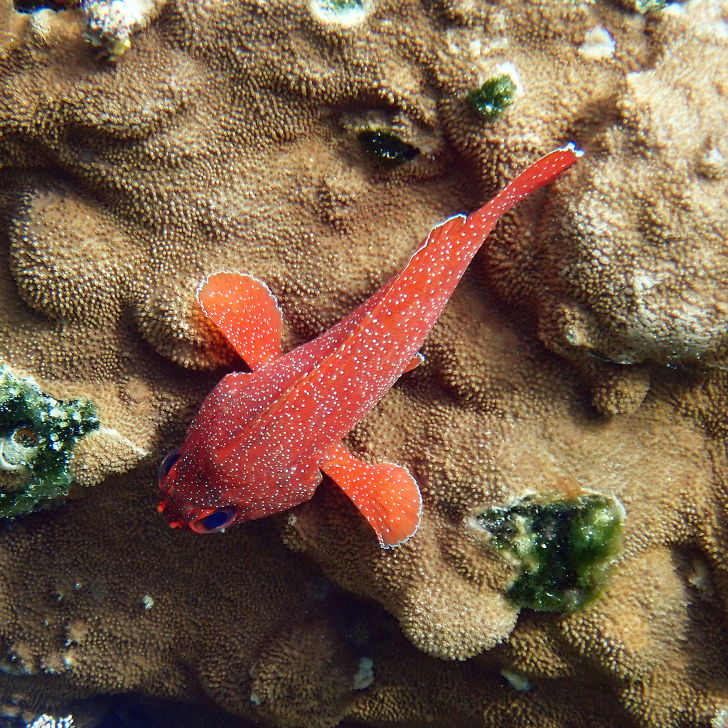 Pacific Rockcod from Slaughter Bay, Kingston 2899, Norfolk Island on ...