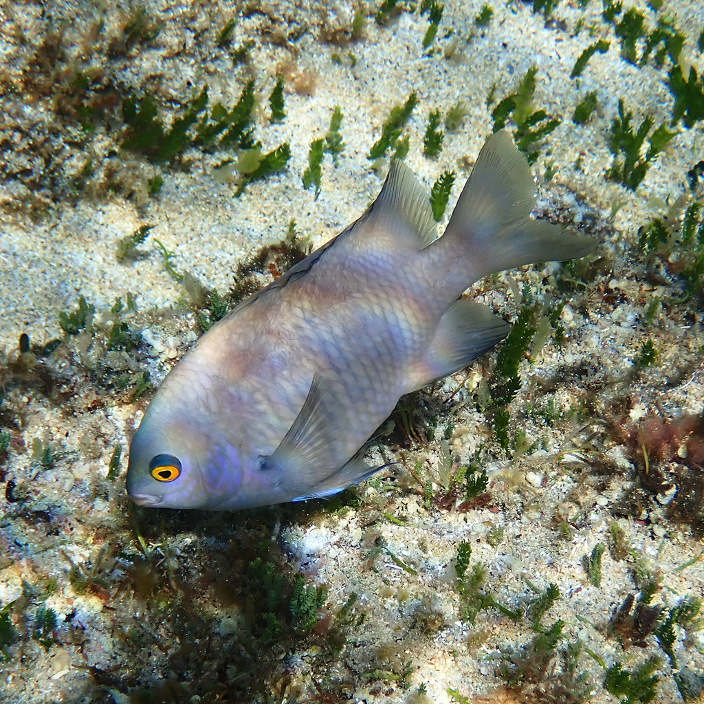 Pacific Gregory from Slaughter Bay, Kingston 2899, Norfolk Island on ...
