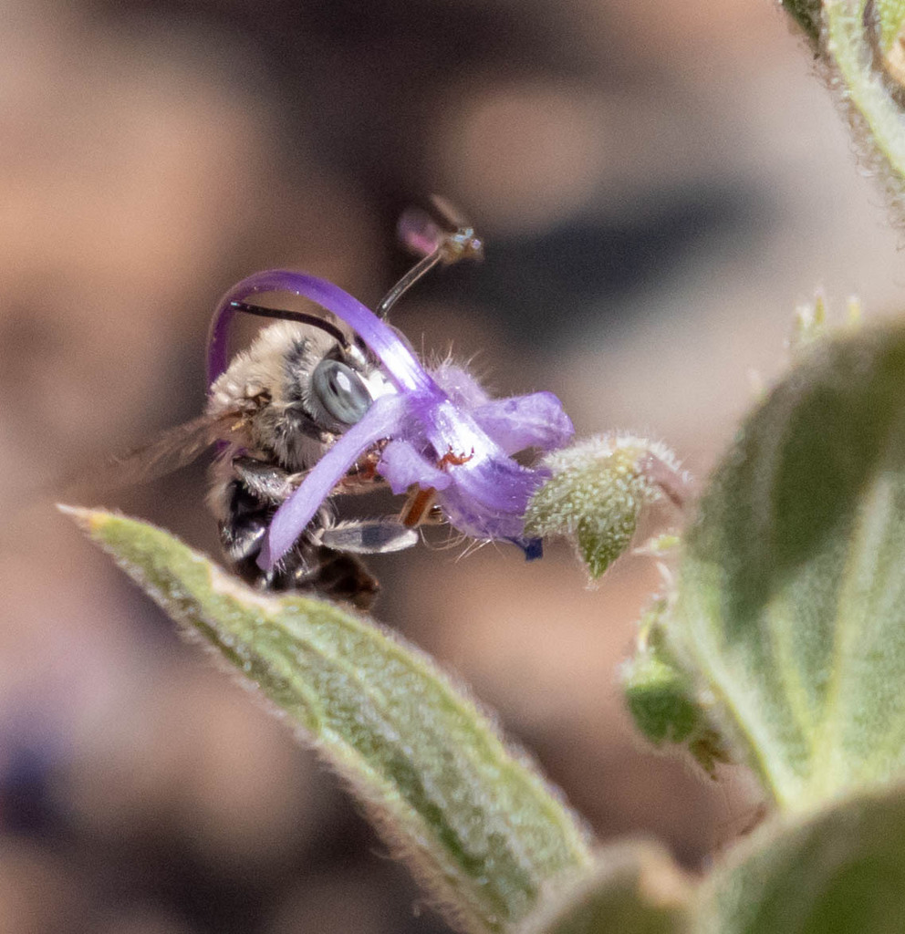 Urbane Digger Bee from Mount Diablo State Park, Mitchell Canyon, Contra ...