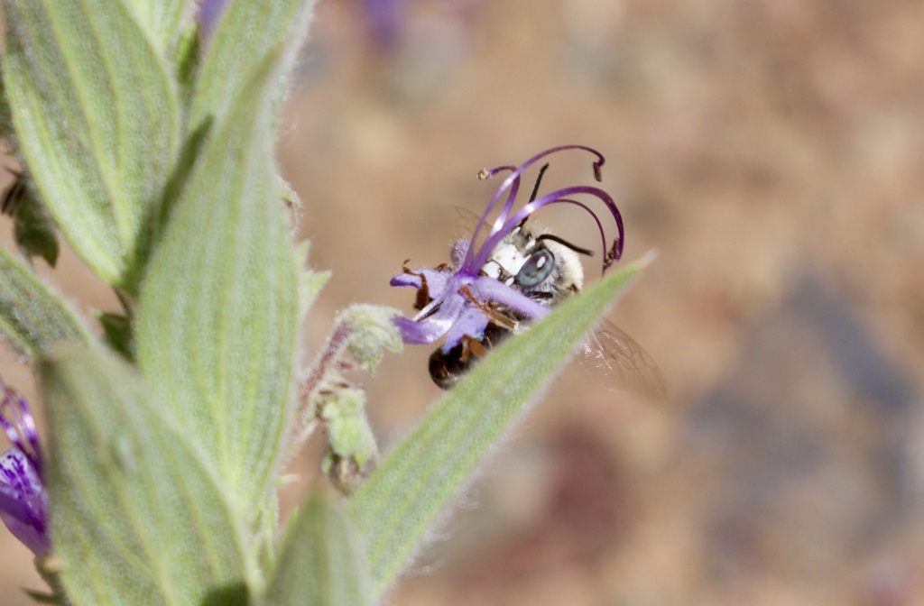 Urbane Digger Bee from Contra Costa County, CA, USA on August 11, 2023 ...