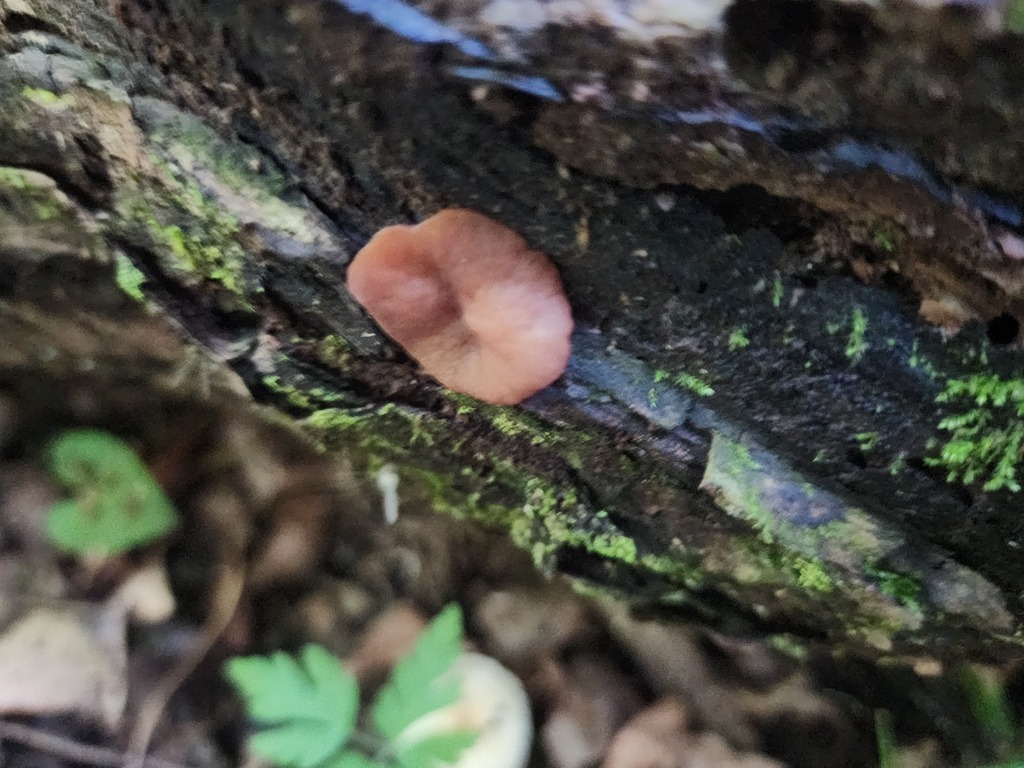 Purpureodiscus subisabellinus in August 2023 by Cara Coulter. I mixed ...