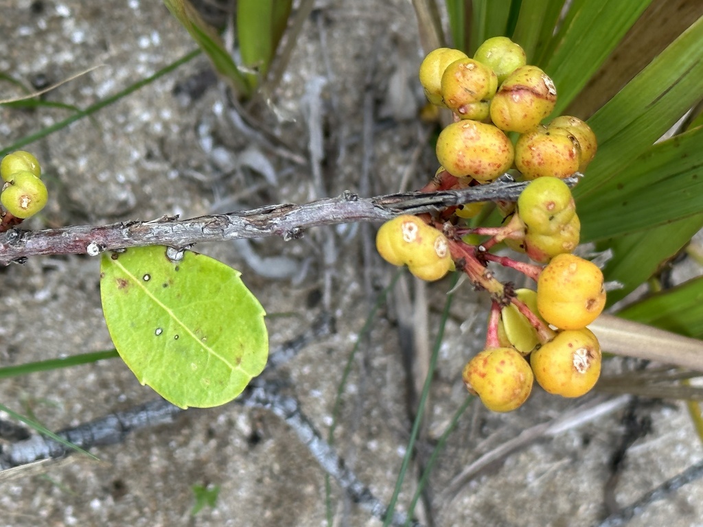 Dune Koko Tree from Cape St Francis, Cape St. Francis, EC, ZA on August ...
