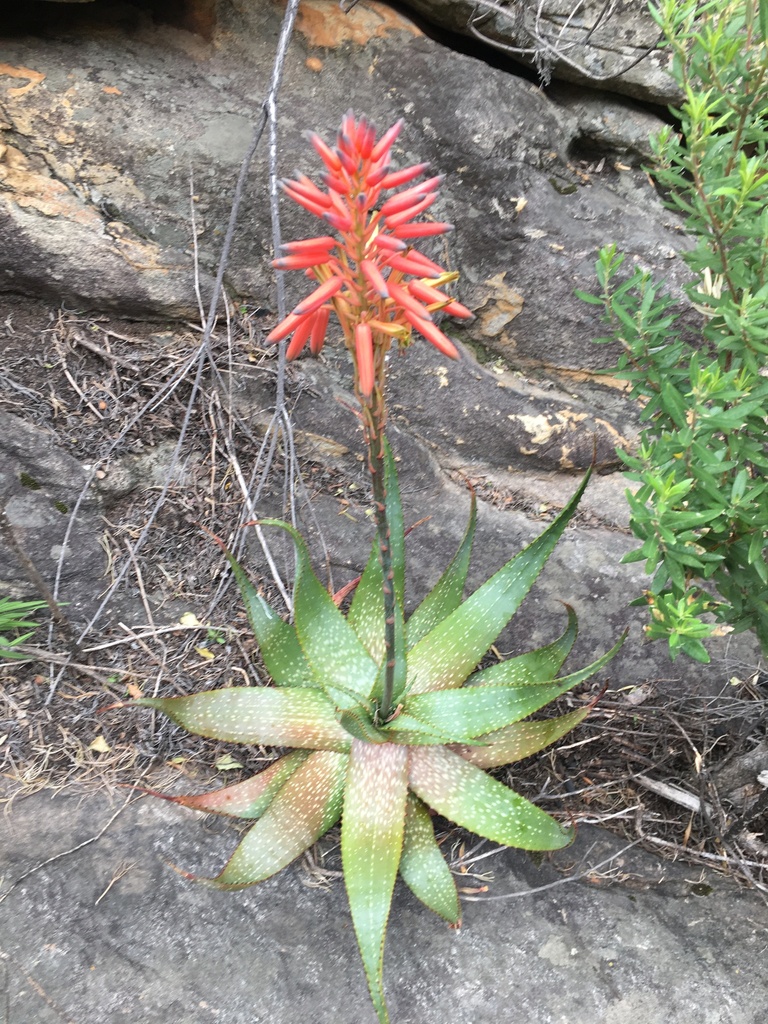 small-spotted aloe in August 2023 by matietie · iNaturalist