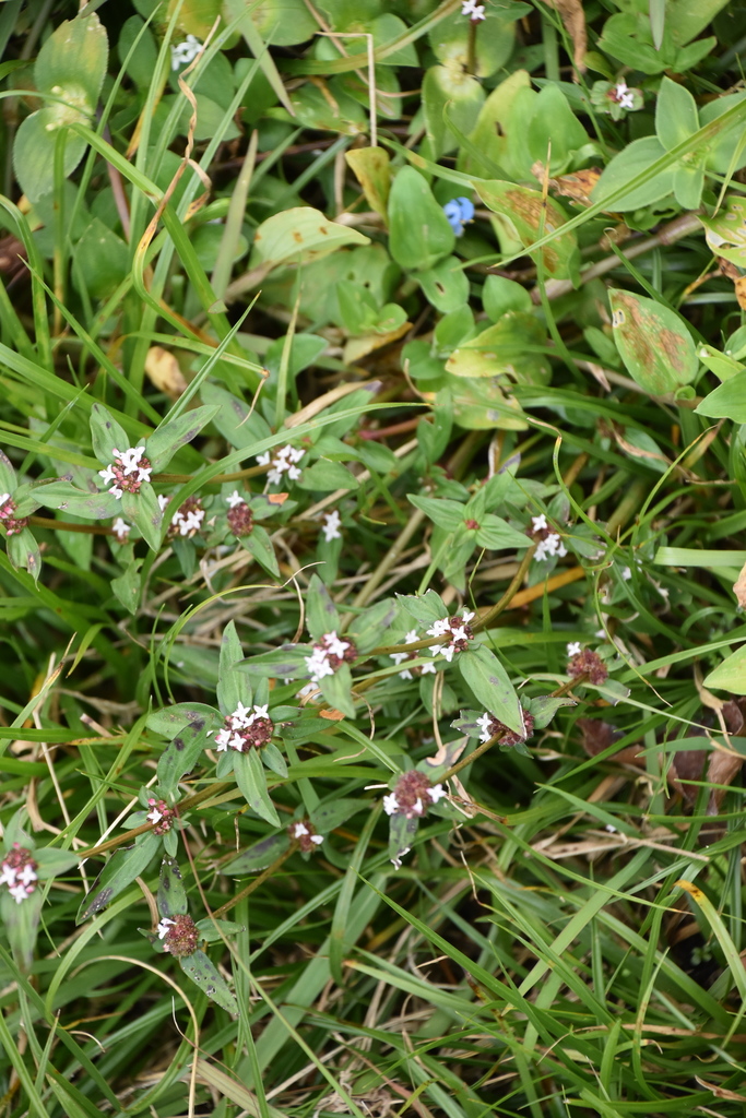 Woodland false buttonweed from 525 Lake Crago Drive, Lakeland, FL 33805 ...