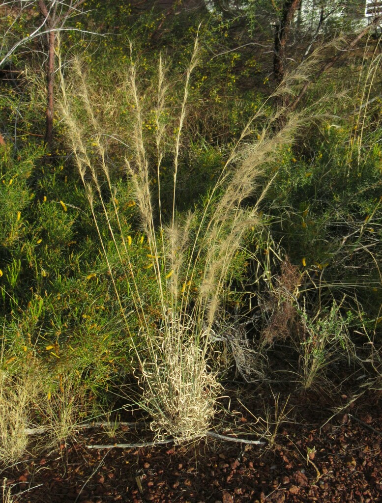 feathertop wiregrass from Tablelands NT 0862, Australia on July 4, 2023 ...