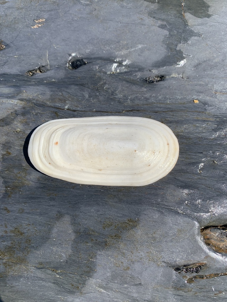Elephant Snail from Bongil Bongil National Park, Bundagen, NSW, AU on ...