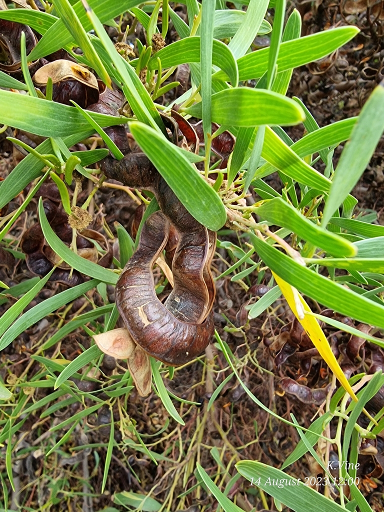 western coastal wattle from Eucla WA 6443, Australia on August 14, 2023 ...
