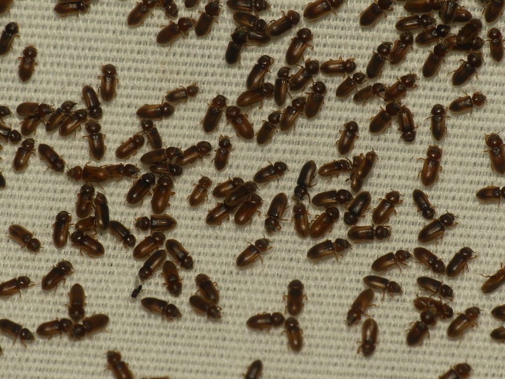 Tropicus in August 2023 by Shaun Pogacnik · iNaturalist