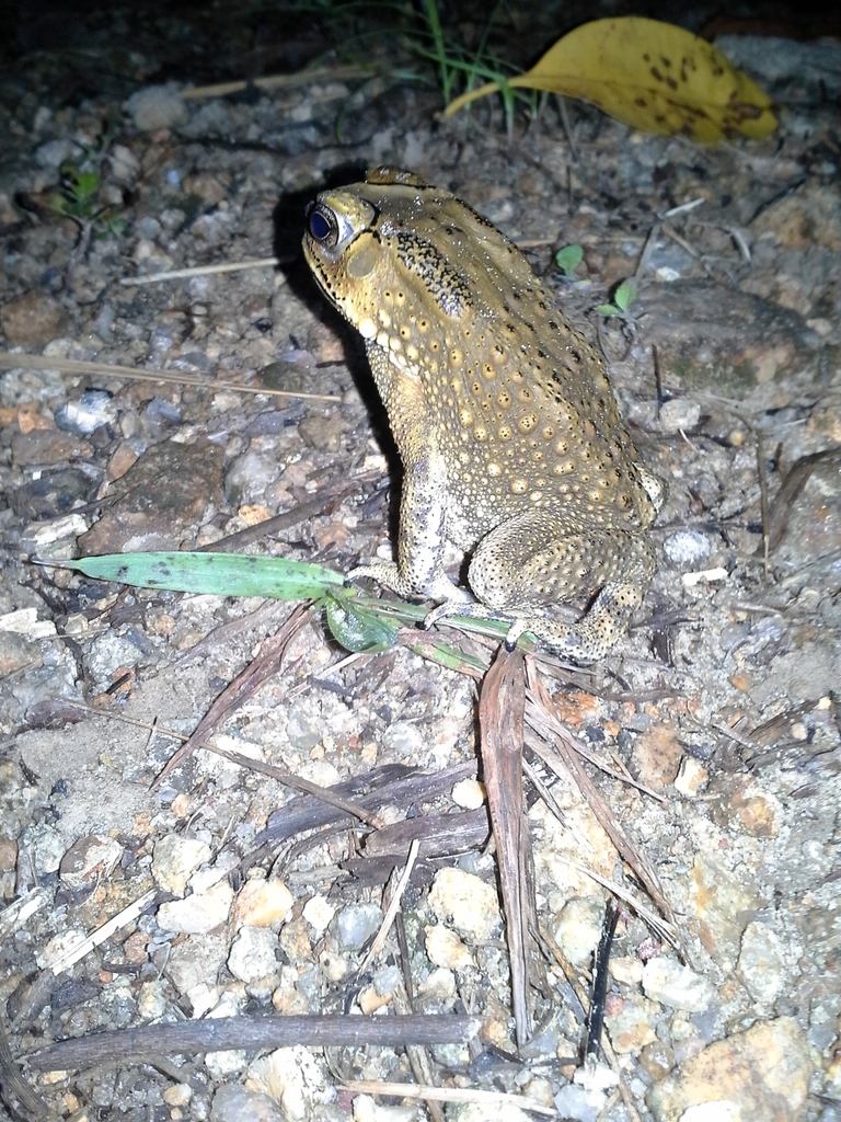 Asian Common Toad from Ko Phangan, Surat Thani, TH on March 4, 2016 at ...