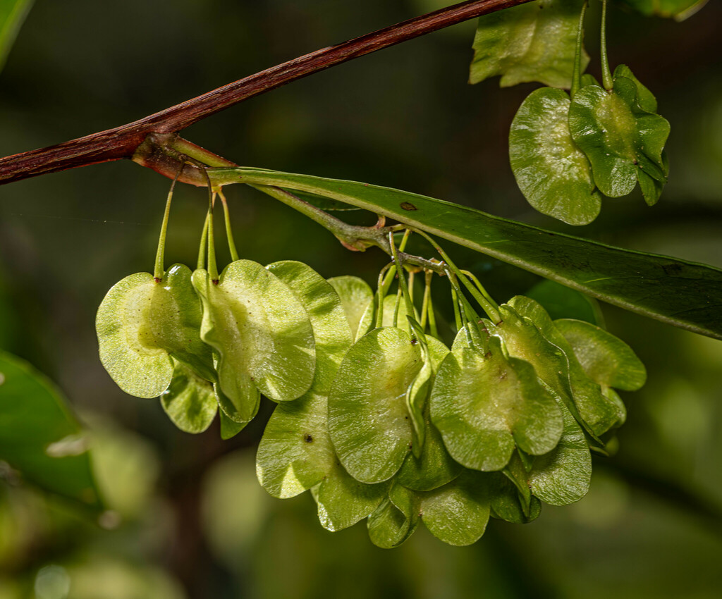 Common Hop Bush from North Stradbroke Island QLD 4183, Australia on ...
