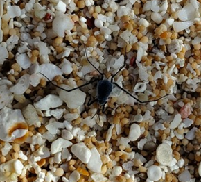 Sea Skaters from Guam on January 5, 2022 at 02:36 PM by Madeline ...