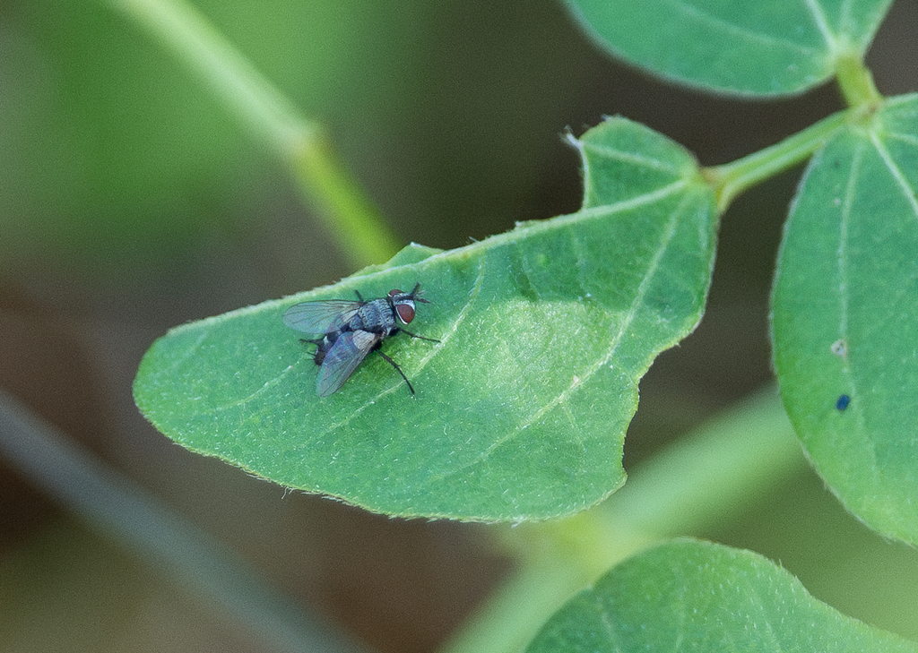 Bristle Flies from East End Lagoon Nature Preserve, Galveston, TX, USA ...