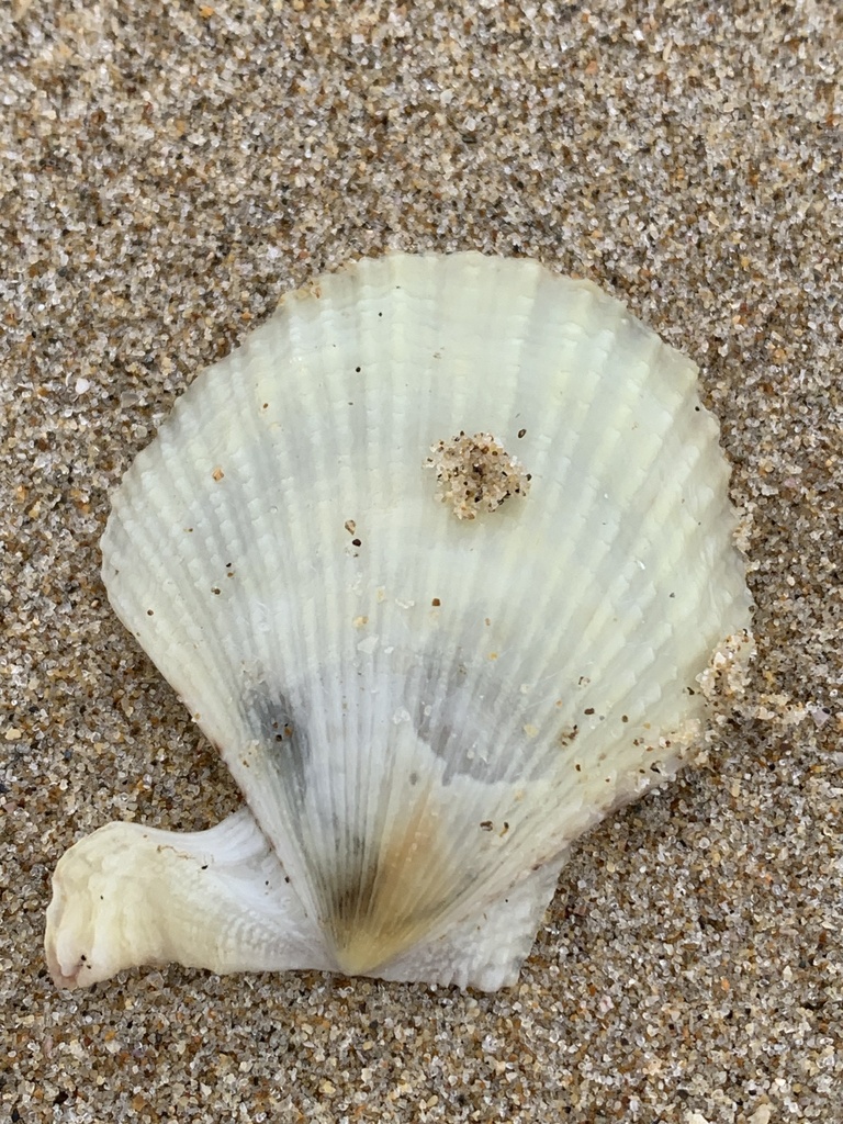 Livid Fan Scallop from Tasman Sea, Bundagen, NSW, AU on August 14, 2023 ...