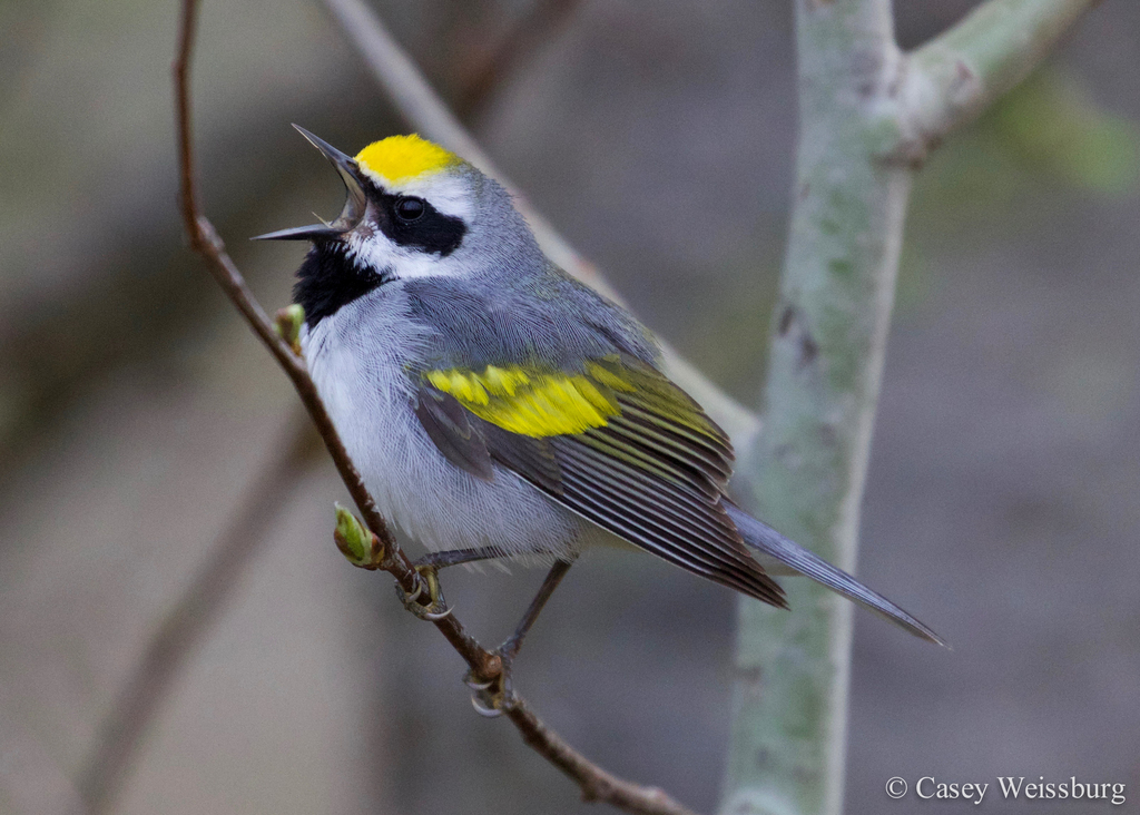 New World Warblers (Parulidae) - Avian Discovery