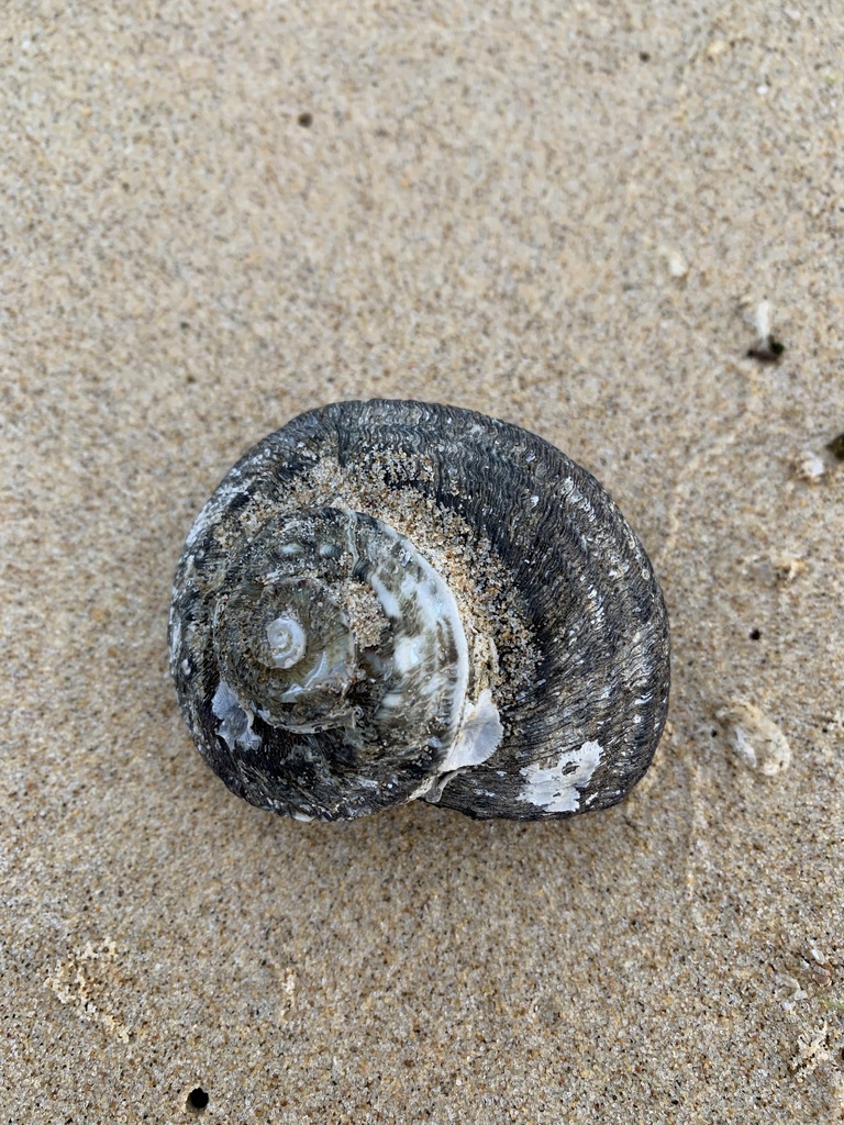 Rough turban shell from Bonville, NSW, AU on August 14, 2023 at 07:11 ...