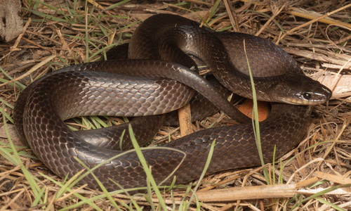 Slaty-grey snake (Stegonotus australis) - Snakes and Lizards
