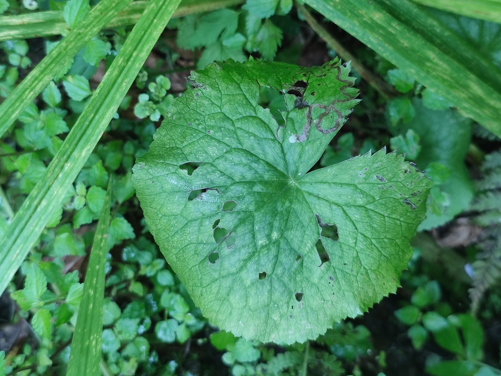 marsh marigold from верховья р. Пойма, Хасанский р-н, Приморский край ...