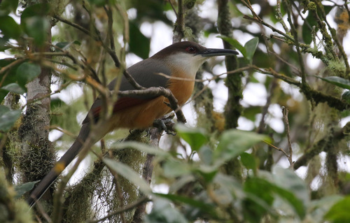 Jamaican Lizard-Cuckoo (Coccyzus vetula) · iNaturalist United Kingdom