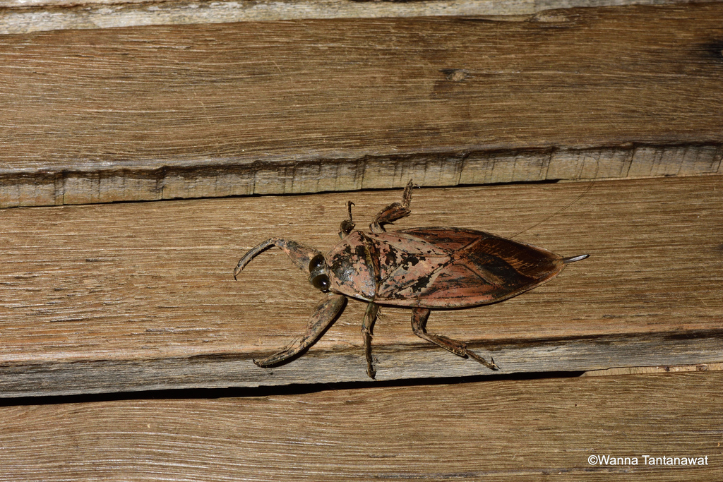 Madagascan Giant Water Bug from Moramanga, Madagascar on December 2 ...
