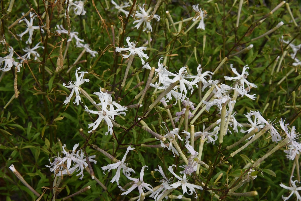 Silene fortunei from Laoshan District, Qingdao, Shandong, China on ...