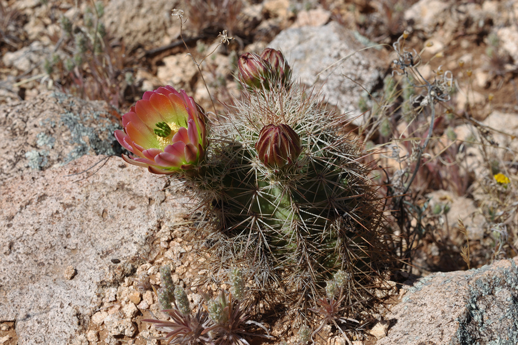 Lloyd's Hedgehog Cactus from Otero County, New Mexico, USA on April 13 ...