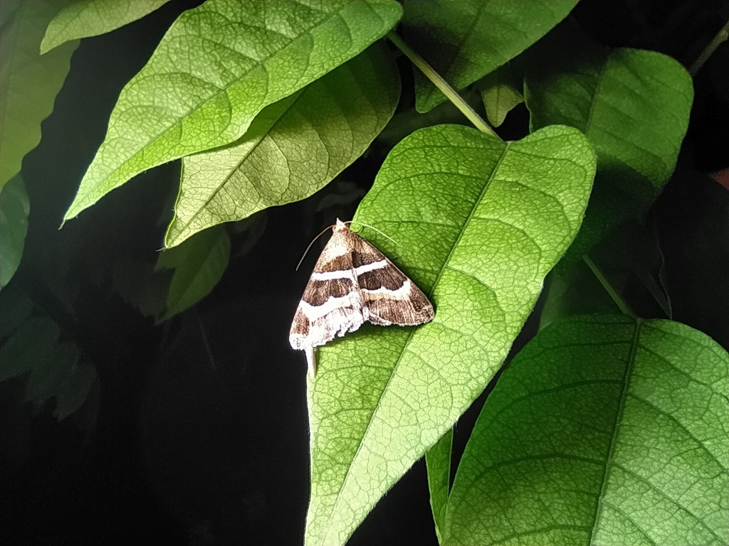 The Geometrician from 03010 San Quirico FR, Italia on August 13, 2023 ...