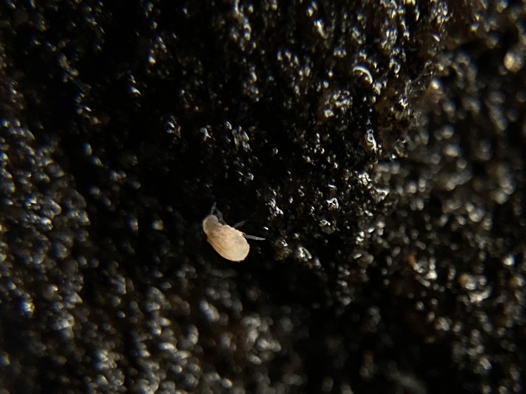 Neelidae from Thirroul, NSW, AU on August 14, 2023 at 05:00 PM by hntro ...