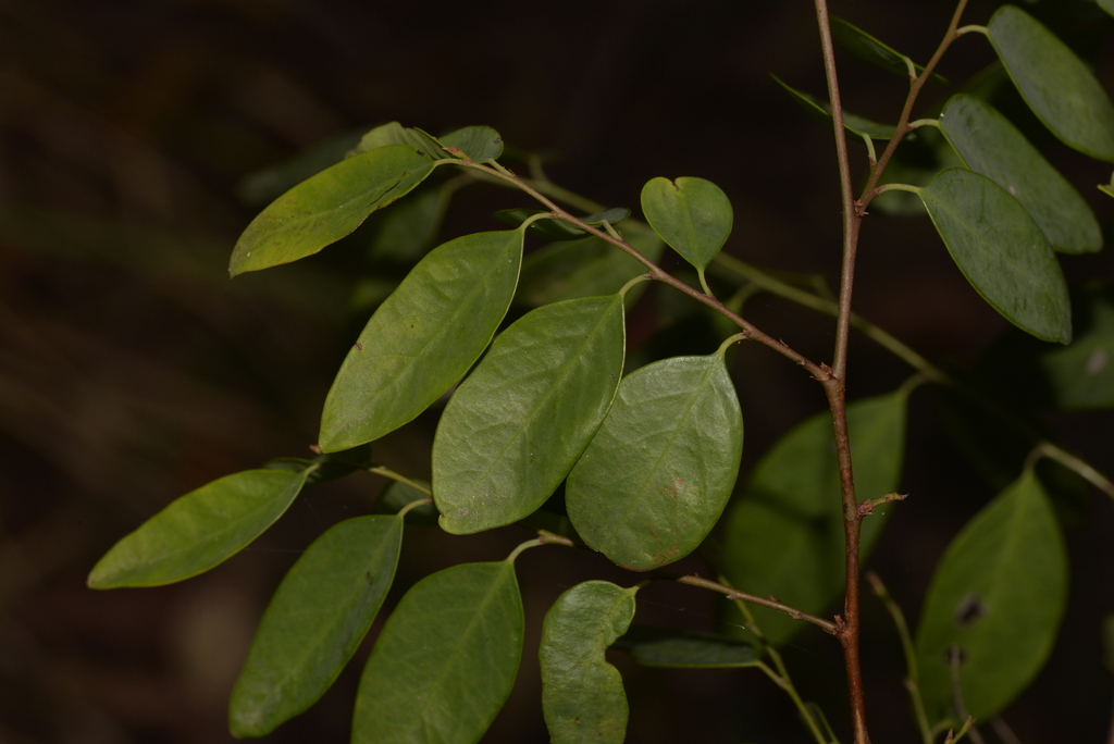 coffee bush from Hydes Creek NSW 2454, Australia on August 14, 2023 at ...