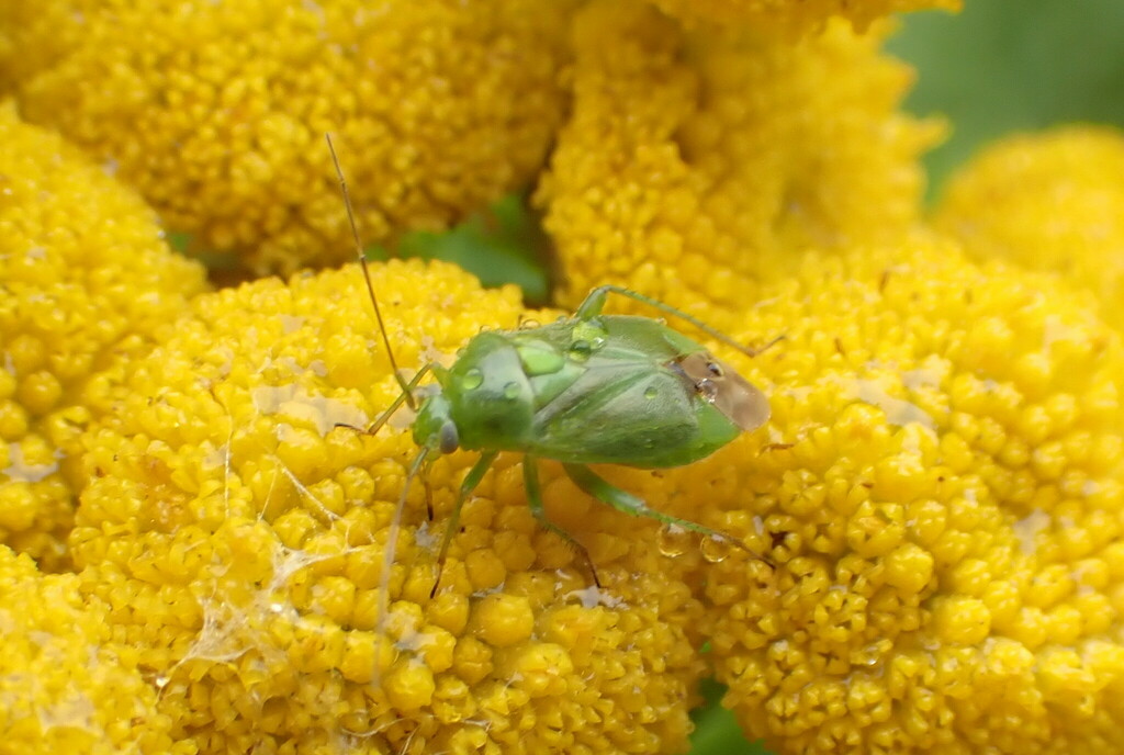 Apolygus lucorum from Derbyshire, UK on August 13, 2023 at 09:03 AM by ...