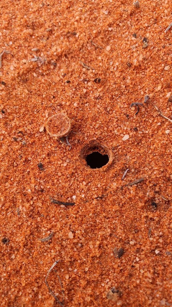 White Tiger Wolf Spider from Wirraminna SA 5719, Australia on July 11 ...
