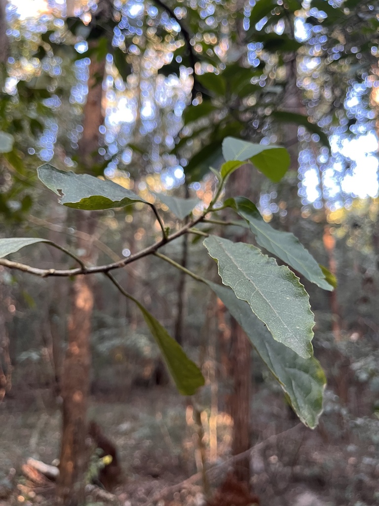 Claoxylon australe from Melaleuca La, Cootharaba, QLD, AU on August 14 ...