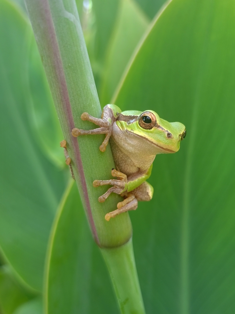 Eastern Tree Frog from Abkhazia on August 14, 2023 at 11:03 AM by Alena ...