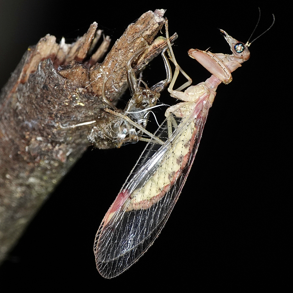 Ditaxis biseriata in August 2023 by SG Dickinson. The last photo is ...