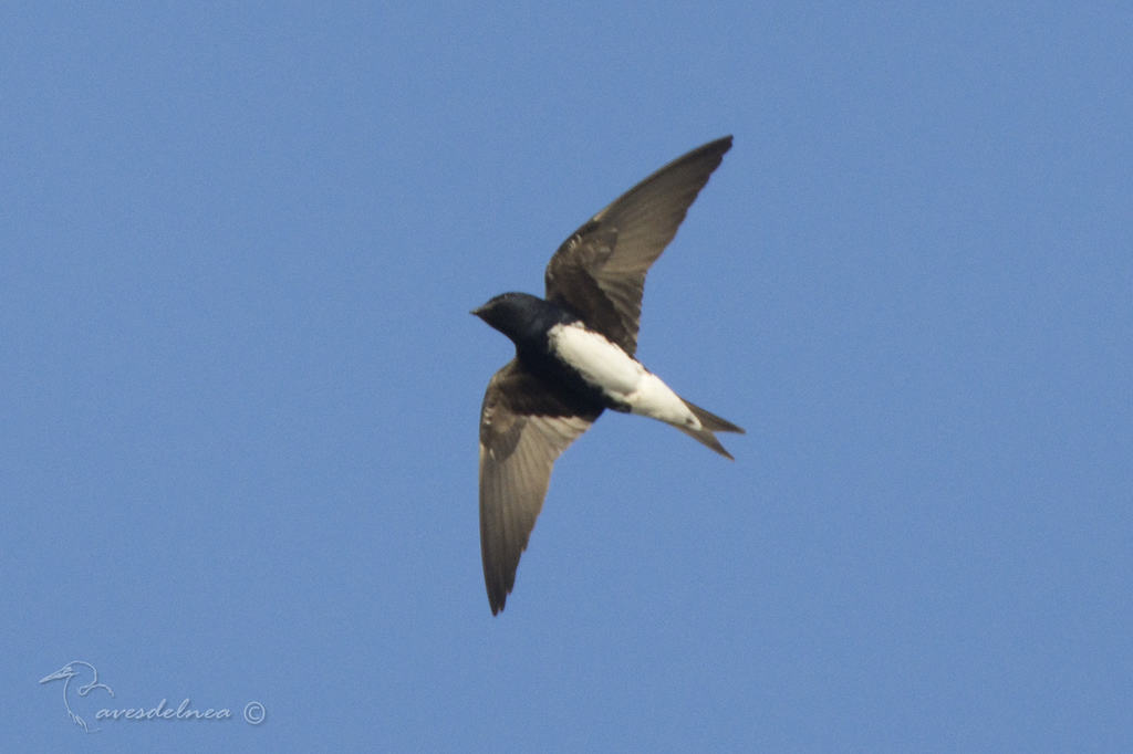 Caribbean Martin (Progne dominicensis) - Avian Discovery