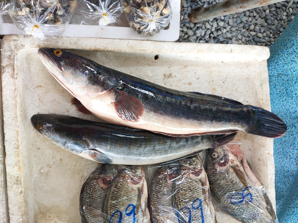 Giant Snakehead from Q8FG+2H5, Chak Bok, Ban Khai District, Rayong ...