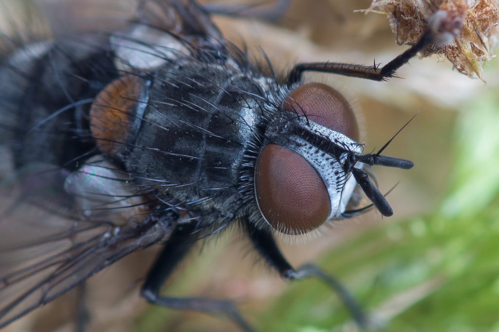 Bristle Flies from Кирово-Чепецк, Кировская обл., Россия on May 23 ...