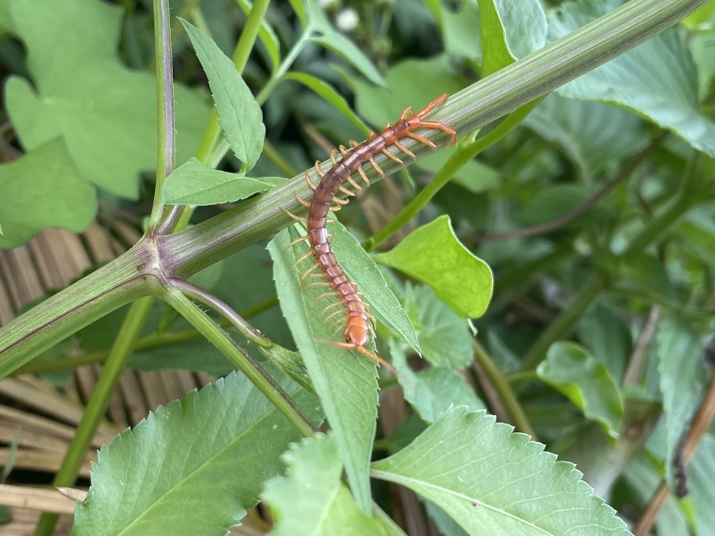 Scolopendra multidens from Lijiang River Scenic Area, Guilin, Guangxi ...
