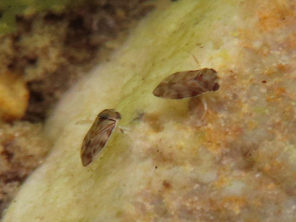 Micronecta from Район Аоба, Сендай, Мияги, Япония on August 9, 2023 at ...