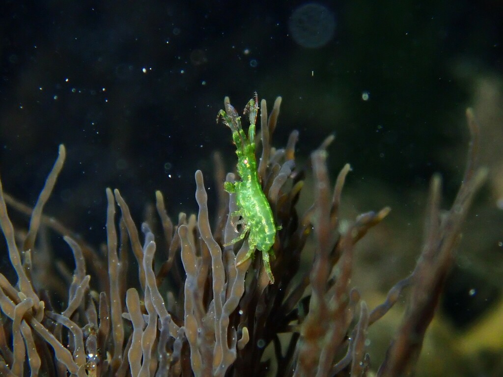 Podoceridae from Mornington P'sula - South, AU-VI, AU on August 7, 2023 ...