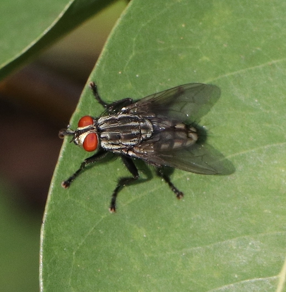 Calyptrate Flies from Kattampally on June 6, 2023 at 08:29 AM by Afsar ...